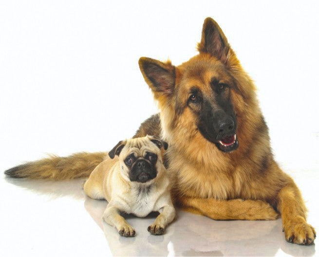 A little about Bosco and Roxy's - Bosco and Roxy's Inc.